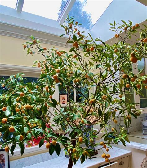 Indoor Kumquat Tree Care