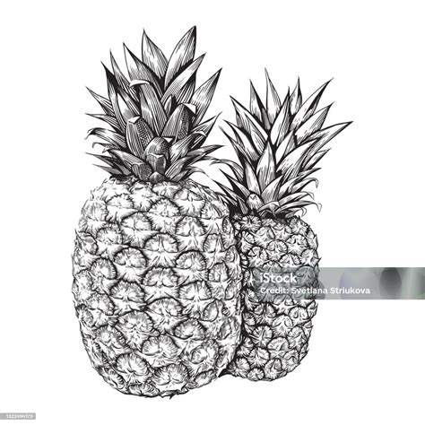 두 개의 파인애플 흰색 배경에 격리 된 손으로 그린 벡터 그림입니다 건강한 생활방식에 대한 스톡 벡터 아트 및 기타 이미지 건강한 생활방식 건강한 식생활 과일