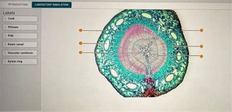 Solved Label Structures Of Conifer Stem Tissue Cross Sect