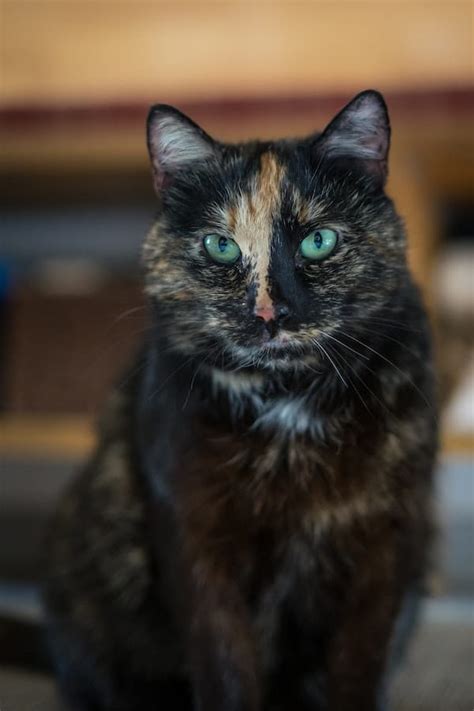 Decoding The Quirks Tortoiseshell Cat Behavior Unveiled