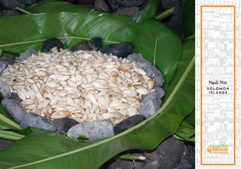 Pacific Farmer Organisations Ngali Nut A Timeless Celebration Of Culture And Tradition For