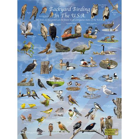 Backyard Birds Of Florida Bird Identification Chart Year Round