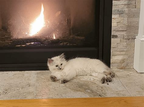 Ragdoll Roasting By An Open Fire 🙃 R Supermodelcats