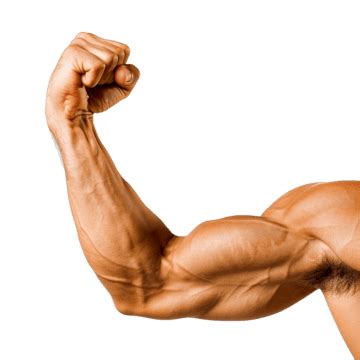 Flexed Arm Hang Drawing