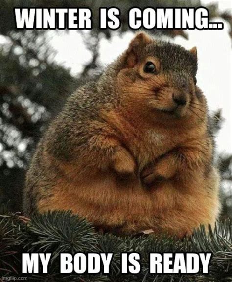Fat Squirrel Imgflip