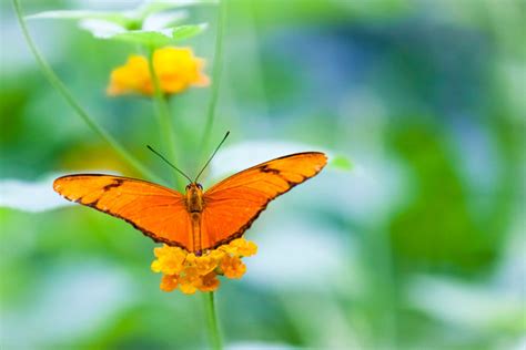 「julia Falter」の写真素材 46件の無料イラスト画像 Adobe Stock