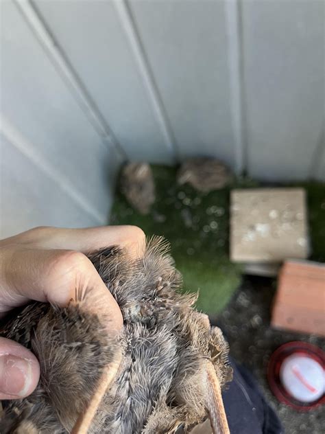 Help With Vent Sexing 9 Week Old Quail Rquails