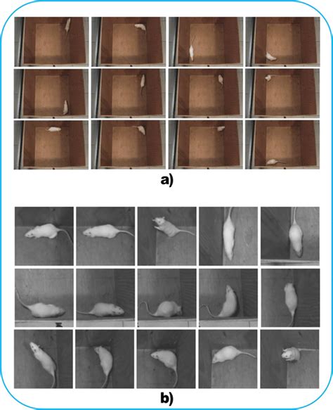 Dataset Examples For The Training Of The Ssd Used For The Rats