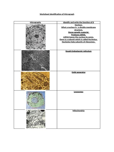 Worksheetidentificationofmicrograph Pdf