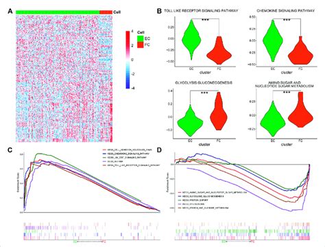 Functional Enrichment Of Ecs And Fcs A The Heatmap Showing The Gsva Download Scientific