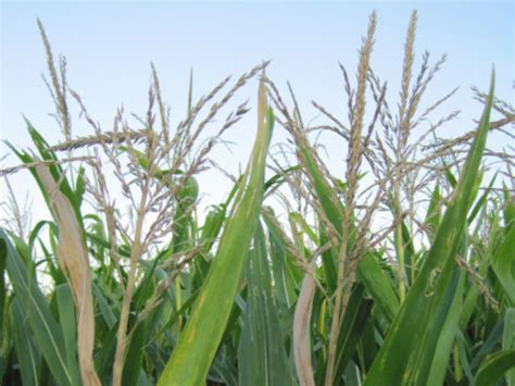 Agronomy Digest Anthracnose Stalk Rot Champion Seed