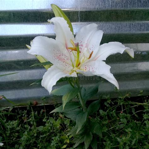 Stargazer Lily Flower Blossom Stock Image Image Of Petal Pink