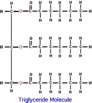 Triglyceride Model