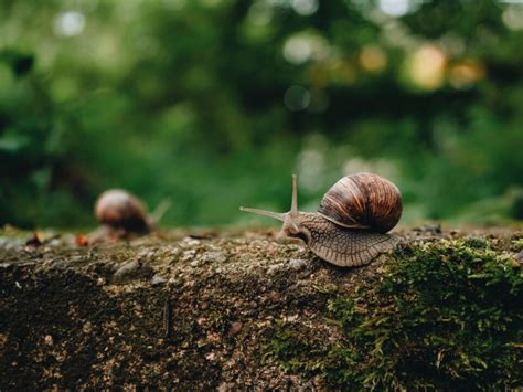 The Ultimate Guide To Creating The Perfect Snail Habitat