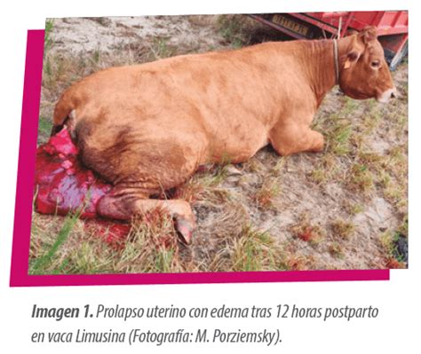Prolapsos Uterinos En Ganado Vacuno Monpeza