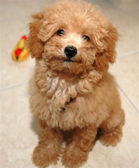 Toy Poodle Light Brown