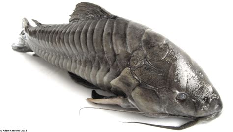 Hassa Find Out How Their Lifestyle And Taste Are Astonishing Alike