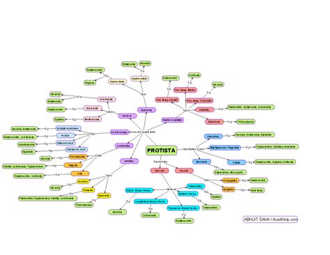 Protista Biology Mindmap Biological Classification Protista