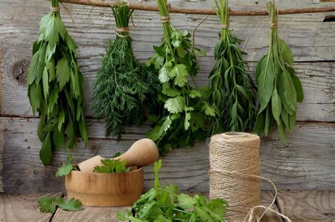 How To Grow Lovage Artofit