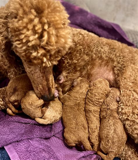New Moyen Size Red Poodle Puppies Have Arrived Perfection Poodles