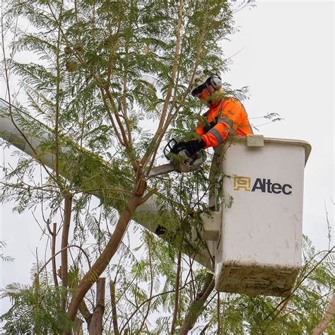Hazard Tree Mitigation Mowbrays Tree Service