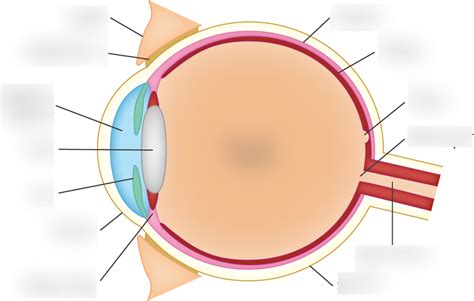 A 3 Diagram The Human Eye Diagram Quizlet