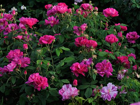 Historische Und Alte Rosen Im Naturgarten