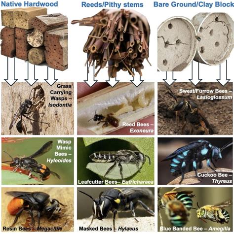 How Bee Hotels Can Help Nature In Cities To Flourish Conservation