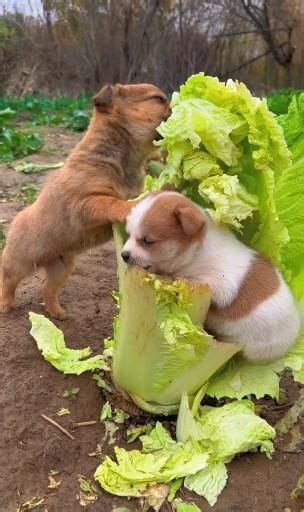 Пин от пользователя Эван Лазар🍃 на доске собаки🐕📹 Милые детеныши животных Милые собаки Самые