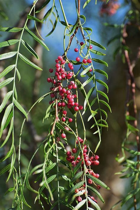 California Pepper Tree Leaves Berries I Photograph By Linda Brody
