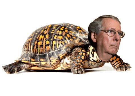 Mitch Mcconnell Turtle Fest 2017 Cupcake Punk