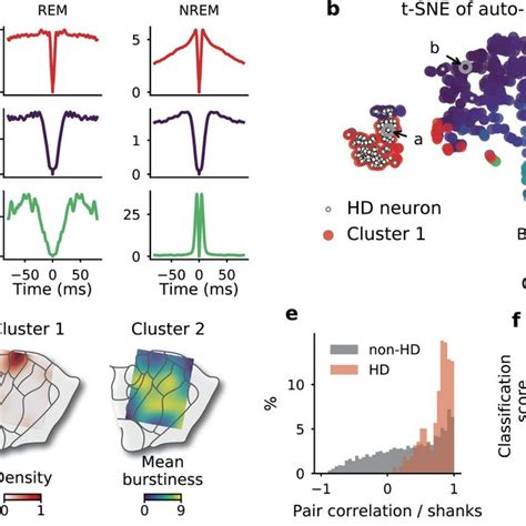 Variability And Clustering Of Spike Auto Correlograms In The At A