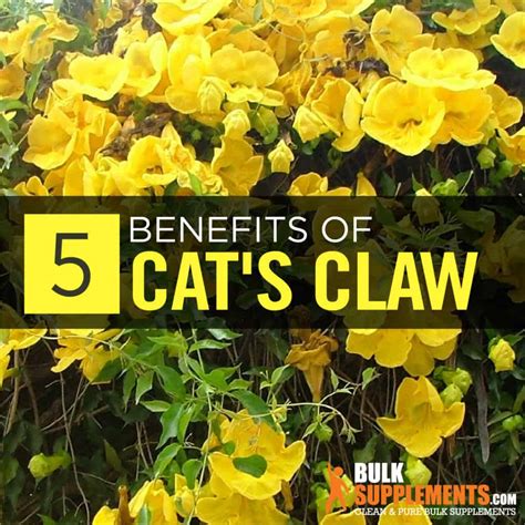 Cats Claw Extract Benefits Side Effects And Dosage