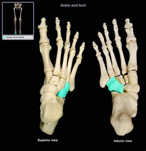 Osteology Of The Foot Bones Cuboid Bone Flashcards Quizlet
