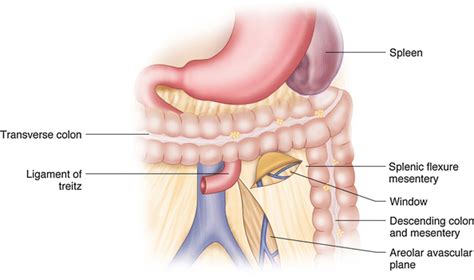 Surgical Anatomy Springerlink