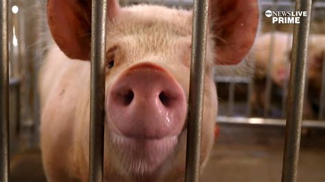 Genetically Modified Pigs Offer Hope For Human Transplant Organ
