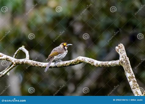 Ornate Melidectes Or Ornate Honeyeater Observed In West Papua