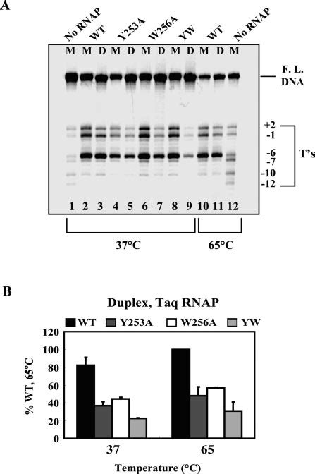 Kmno 4 Probing Experiment For Wild Type And Mutant Taq Rnap A Typical