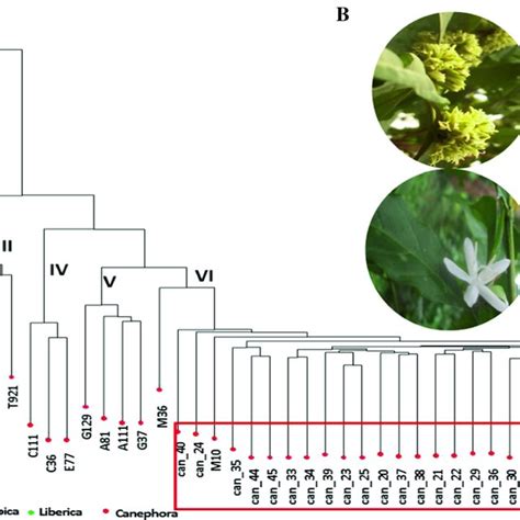 A Hierarchical Clustering Of The Genotypes Cluster I A C Arabica