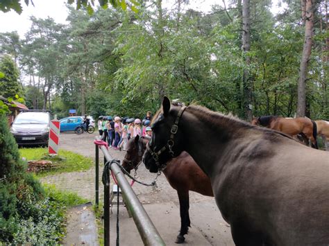 Stajn Stajnia Tabun Ośrodek Rekreacji I Sportów Konnych