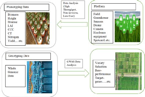 figure 1 from rice crop disease prediction using machine learning