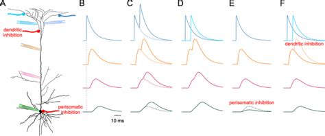 A Dendrite Is A Dendrite Is A Dendrite Dendritic Signal Integration