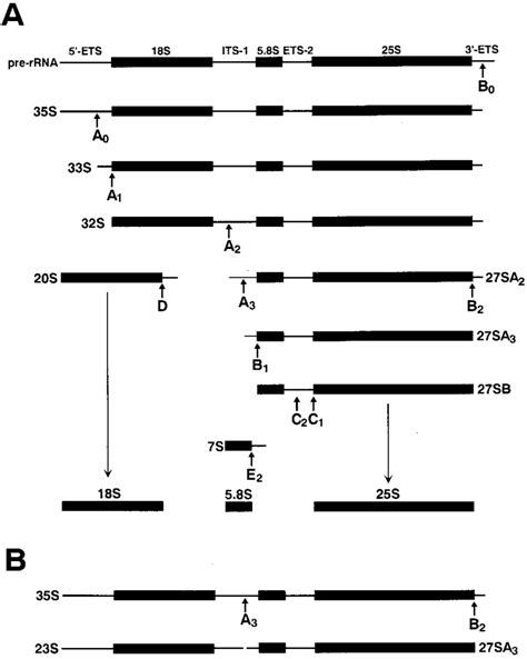 Processing Of Pre Rrna In Yeast S Cerevisiae A The Major Processing Download Scientific