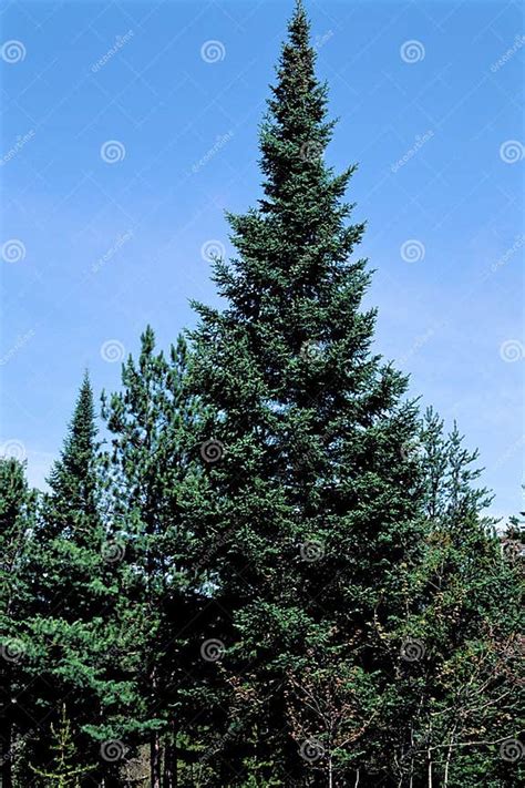 Balsam Fir Tree 44329 Stock Image Image Of Blue Forest 198081207