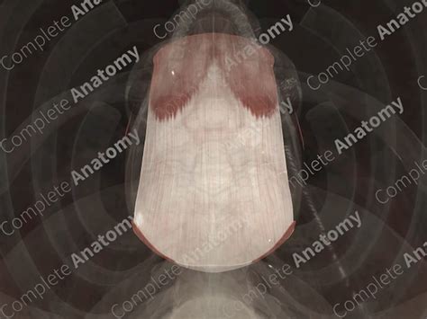 Epicranius Muscle Complete Anatomy