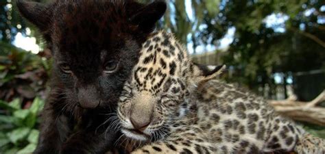 Are There Albino Jaguars