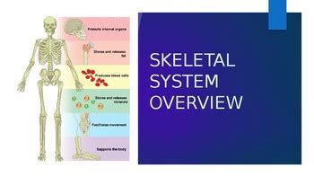 Skeletal System Introduction And Overview PowerPoint Anatomy Physiology