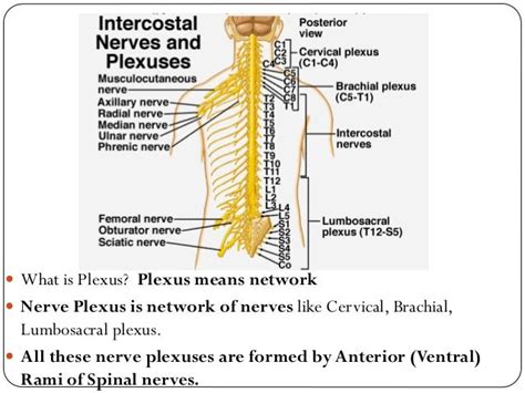 Brachial And Lumbosacral Plexus Dr B B Gosai