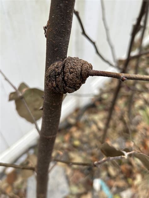 Weird Growths On Quince Tree General Fruit Growing Growing Fruit
