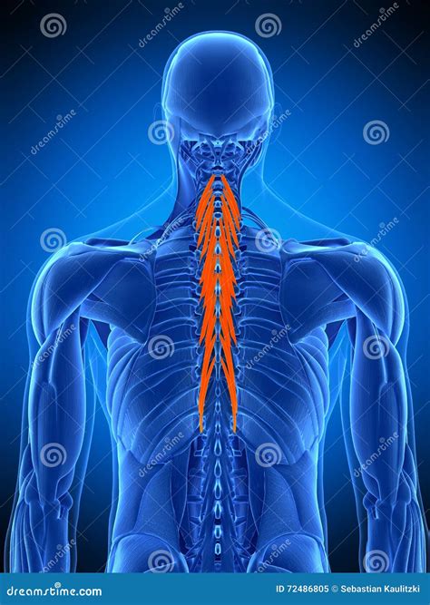 Human Semispinalis Capitis Muscles On Skeleton Royalty Free Illustration